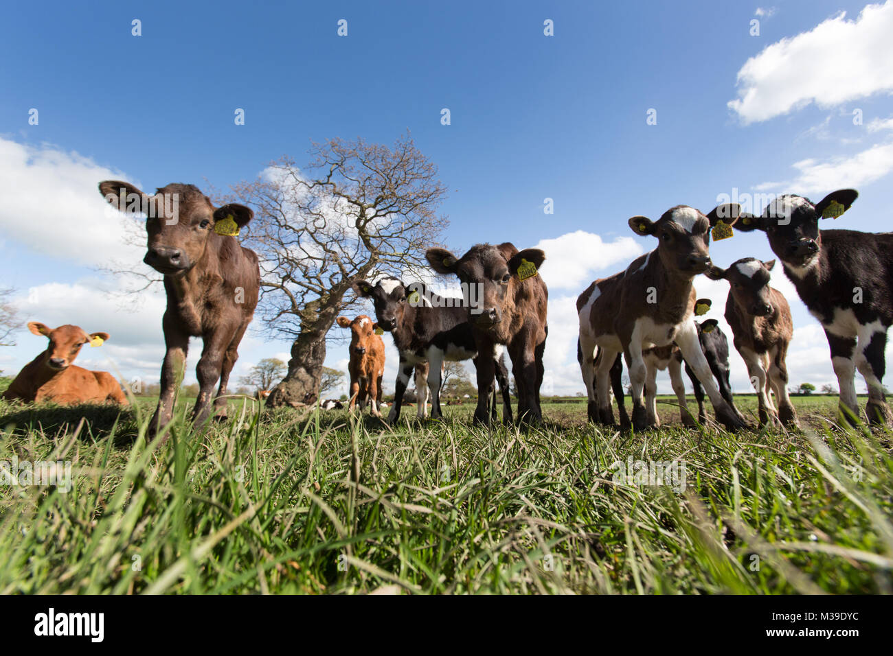Village of Handley, England. Picturesque spring view of calves grazing ...