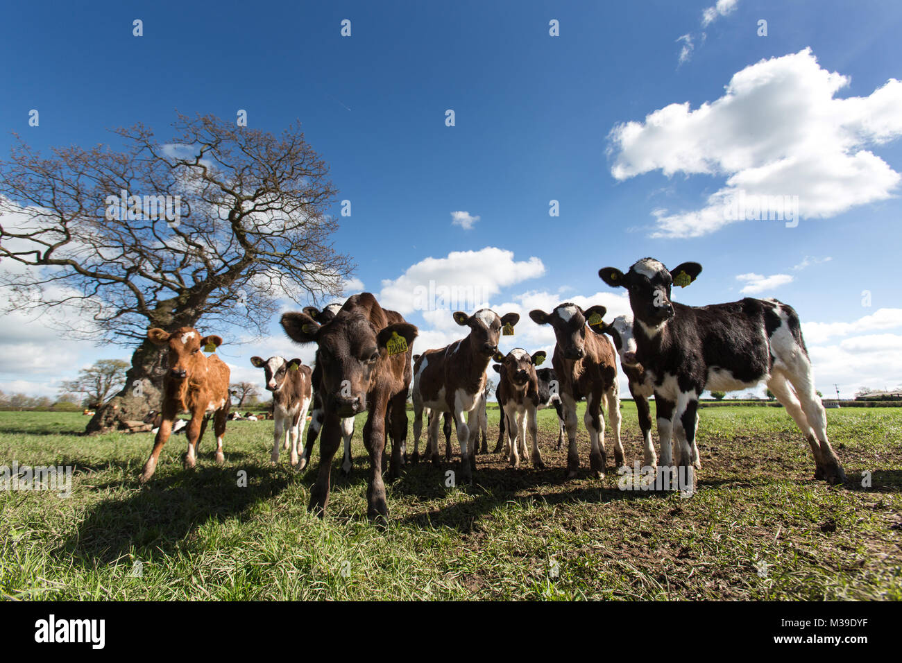 Village of Handley, England. Picturesque spring view of calves grazing ...
