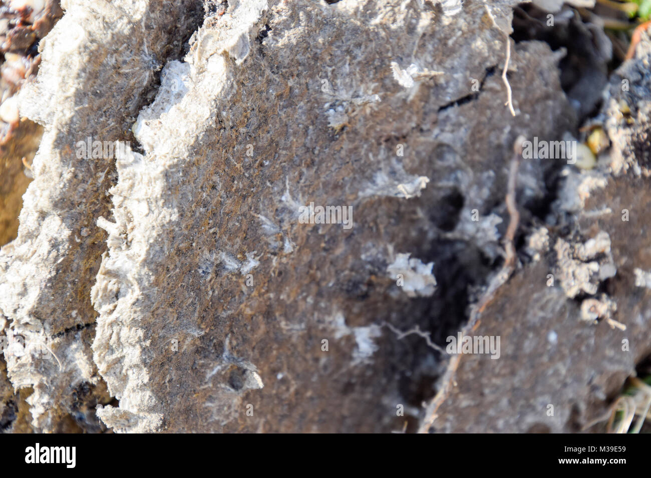 Vespula vulgaris. Destroyed hornet's nest. Drawn on the surface of a ...