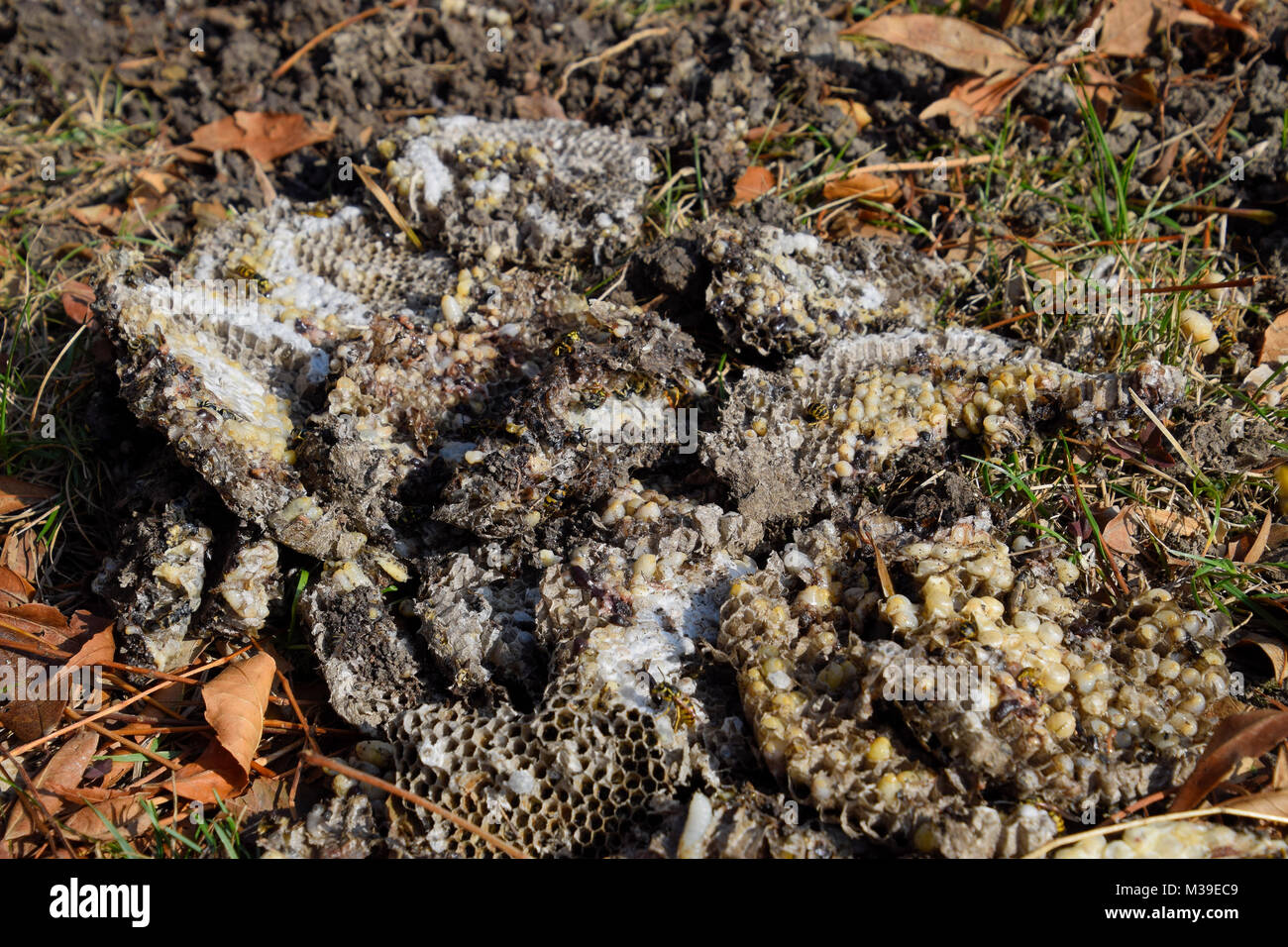 Destroyed hornet's nest. Drawn on the surface of a honeycomb hornet's ...