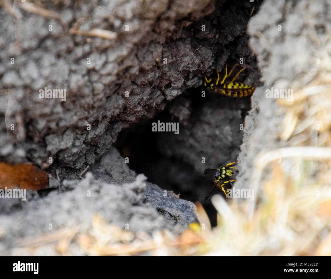 Wasps fly into their nest. Mink with an aspen nest. Underground Stock ...