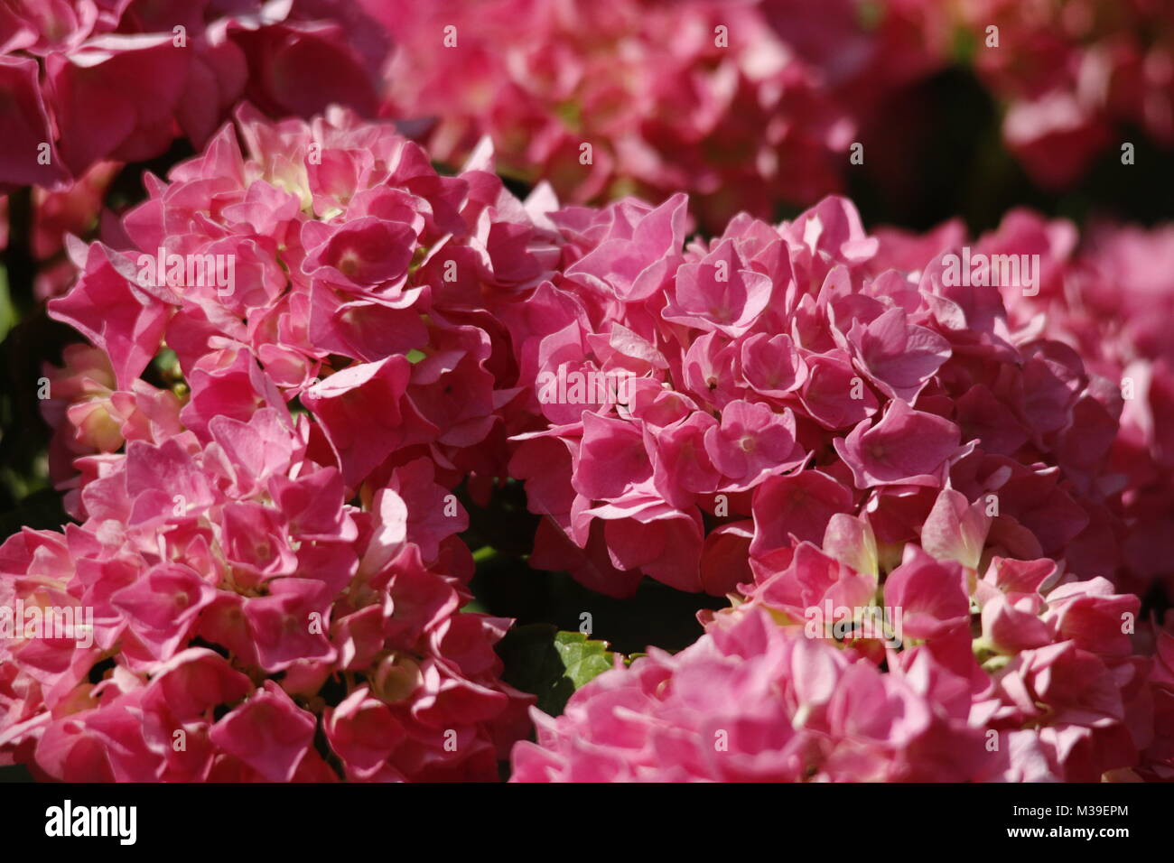 pink red Hortensia flowers Stock Photo - Alamy