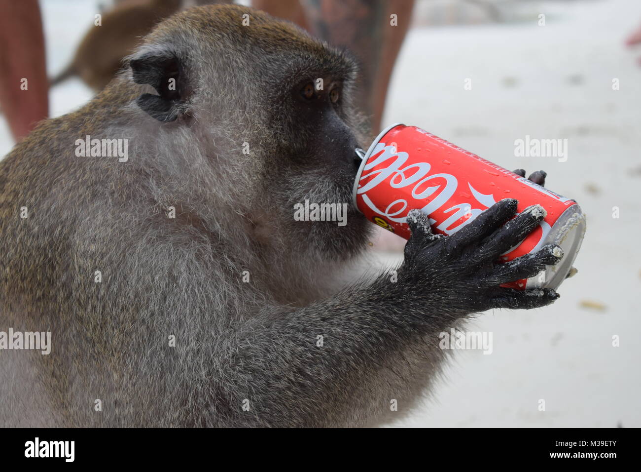 Monkey Ko Phi Phi Stock Photo - Alamy