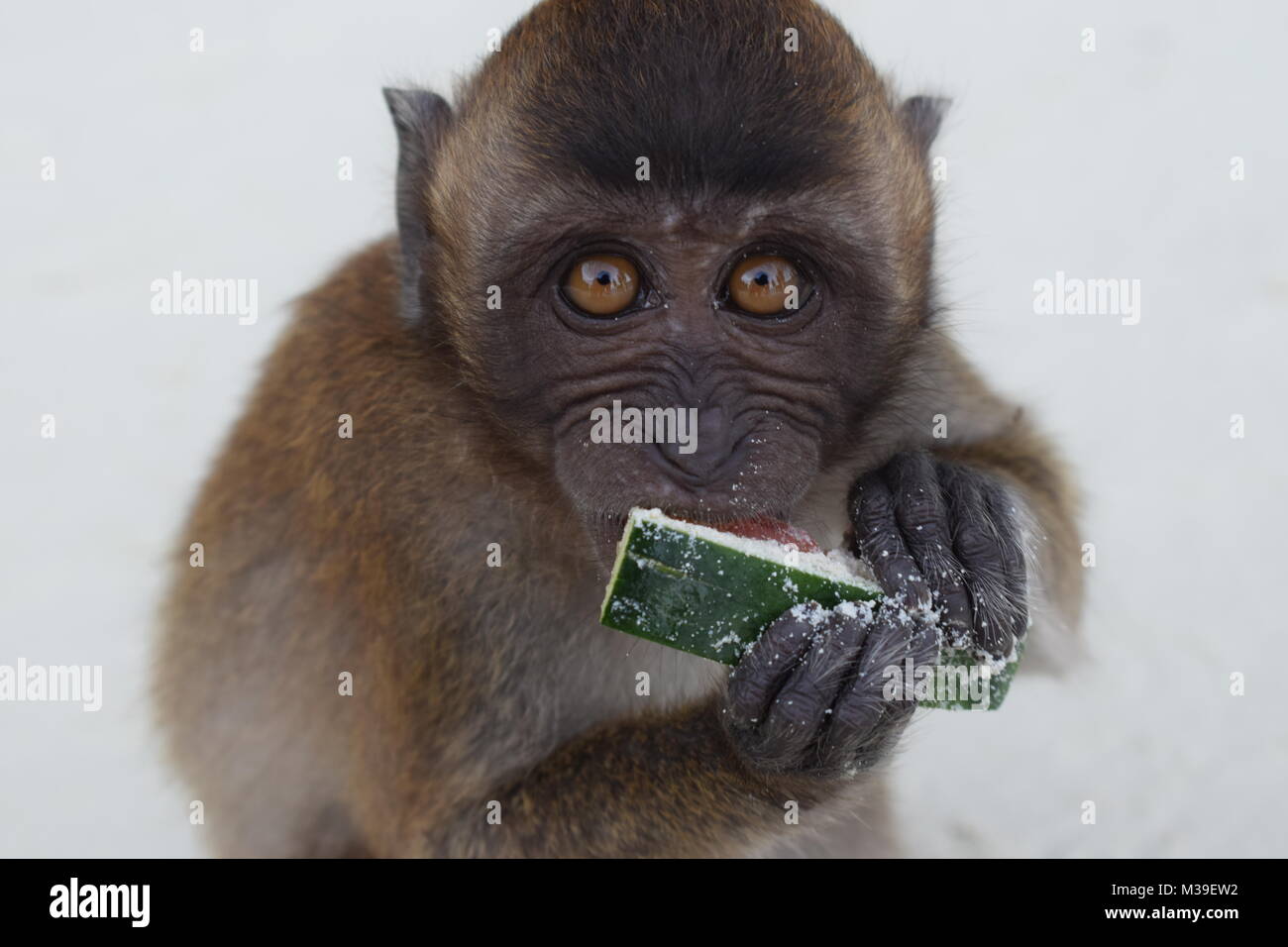 Monkey Ko Phi Phi Stock Photo - Alamy