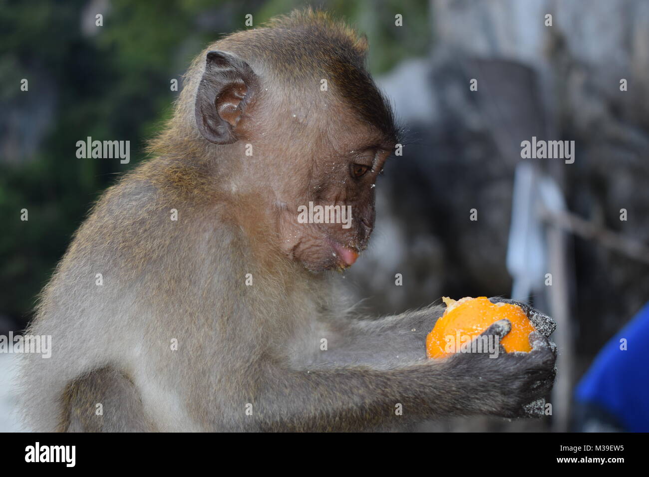 Monkey Ko Phi Phi Stock Photo - Alamy