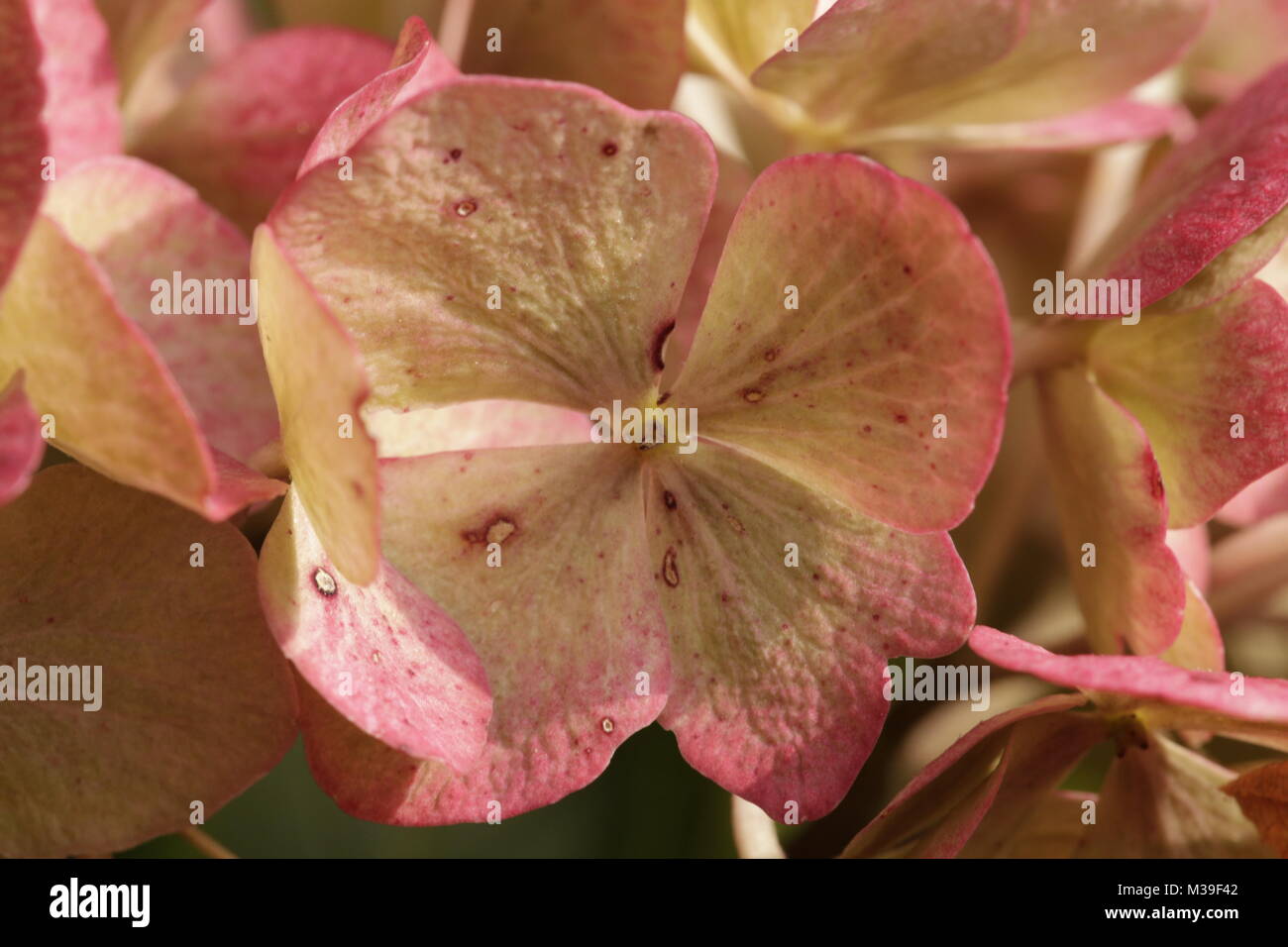 pink red Hortensia flowers Stock Photo - Alamy