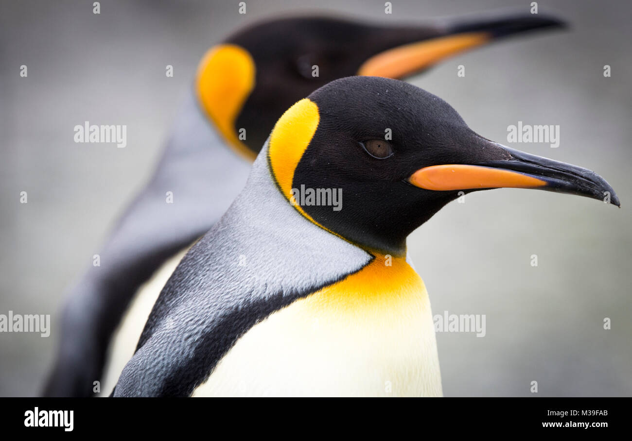 A close up head and shoulders photograph of two adult king penguins in ...