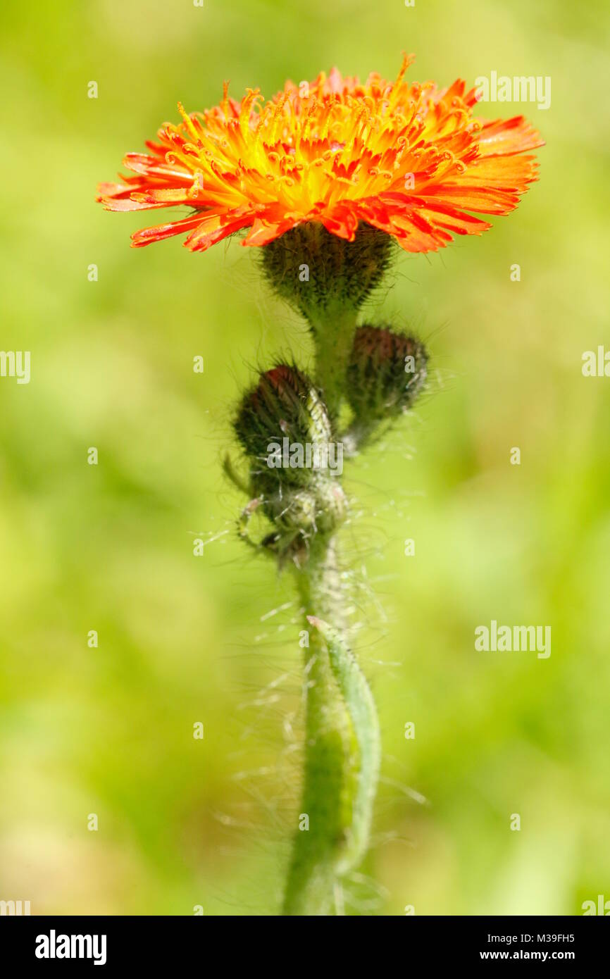 Orange hawkweed leaves hi-res stock photography and images - Alamy