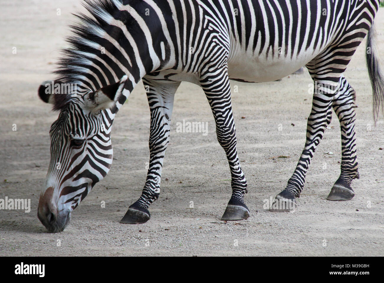 A zebra in a zoo in Berlin (Germany Stock Photo - Alamy