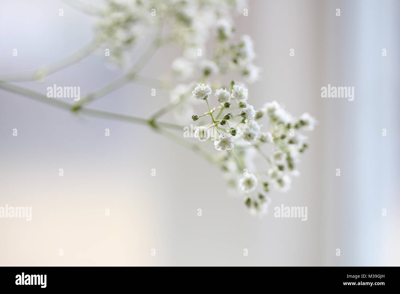Soft white flowers hi-res stock photography and images - Alamy