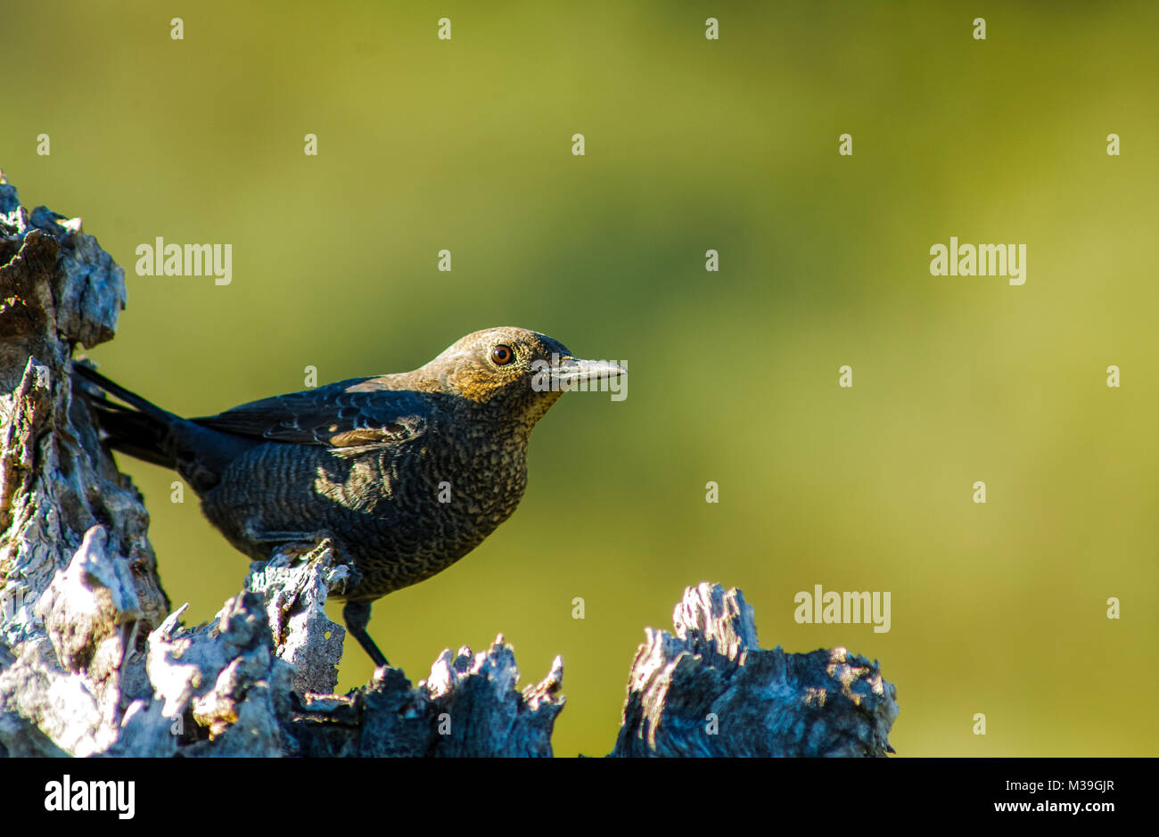 Blue Rock Trush (Montícola solitarus) perched in a Spanish landscape ...