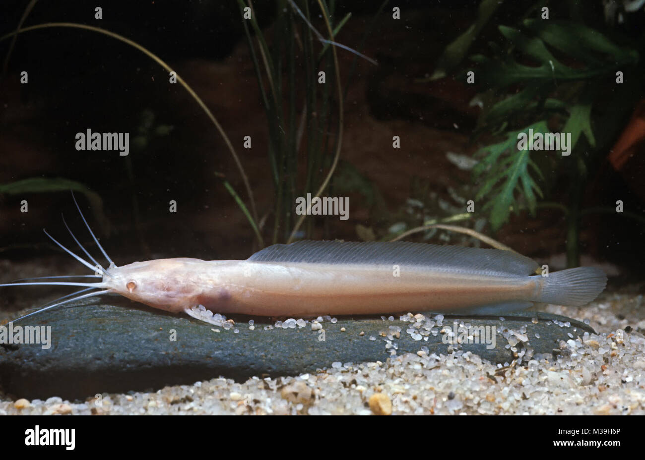 Albino Catfish High Resolution Stock Photography and Images - Alamy