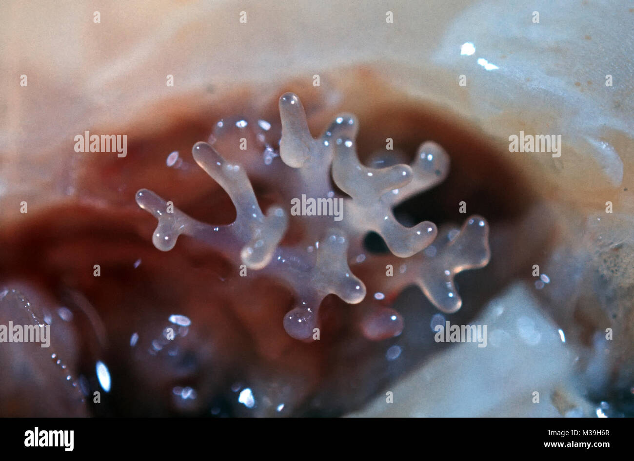 Clarias High Resolution Stock Photography and Images - Alamy