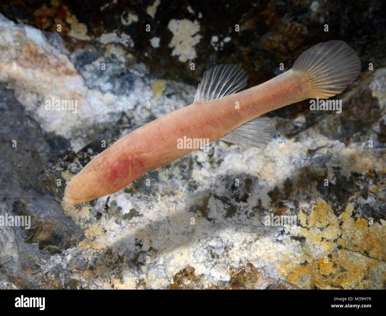 Blind Cave Fishes Stock Photos & Blind Cave Fishes Stock Images - Alamy