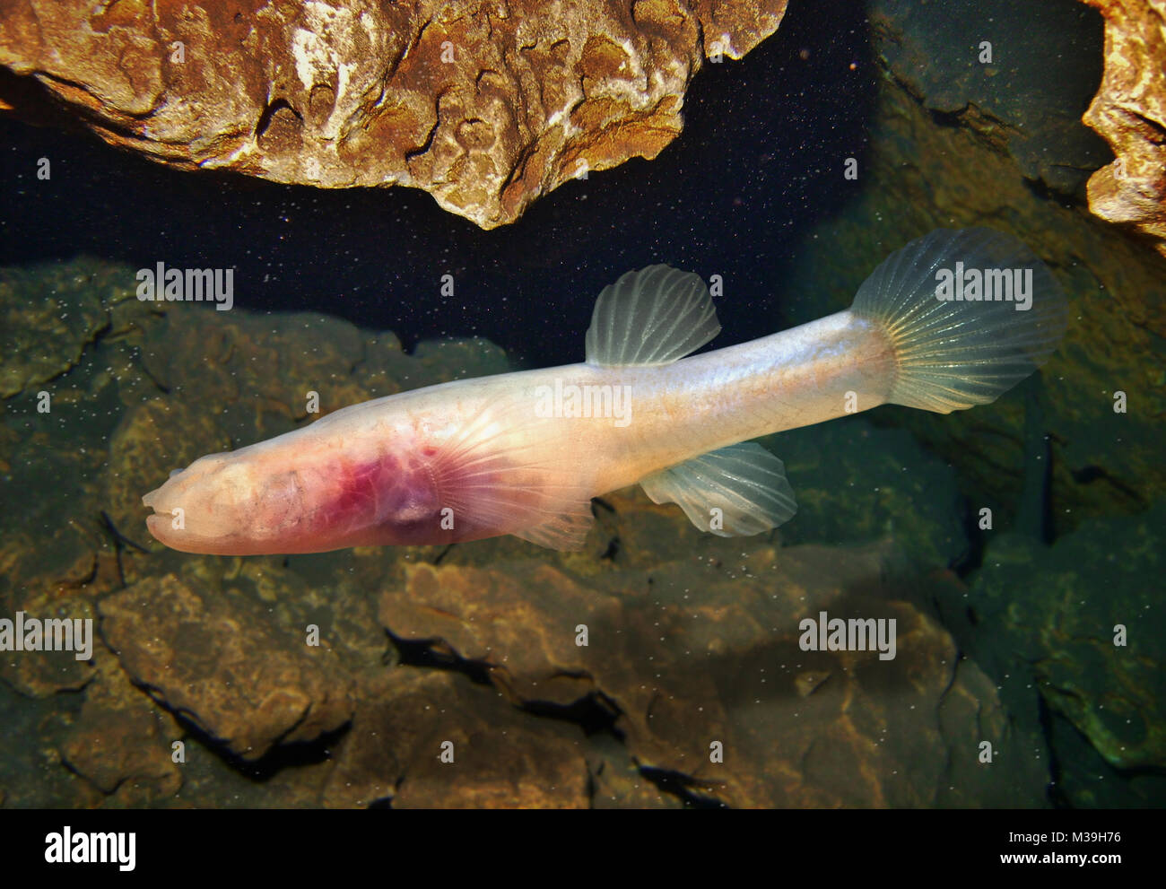 Species Fish High Resolution Stock Photography and Images - Alamy