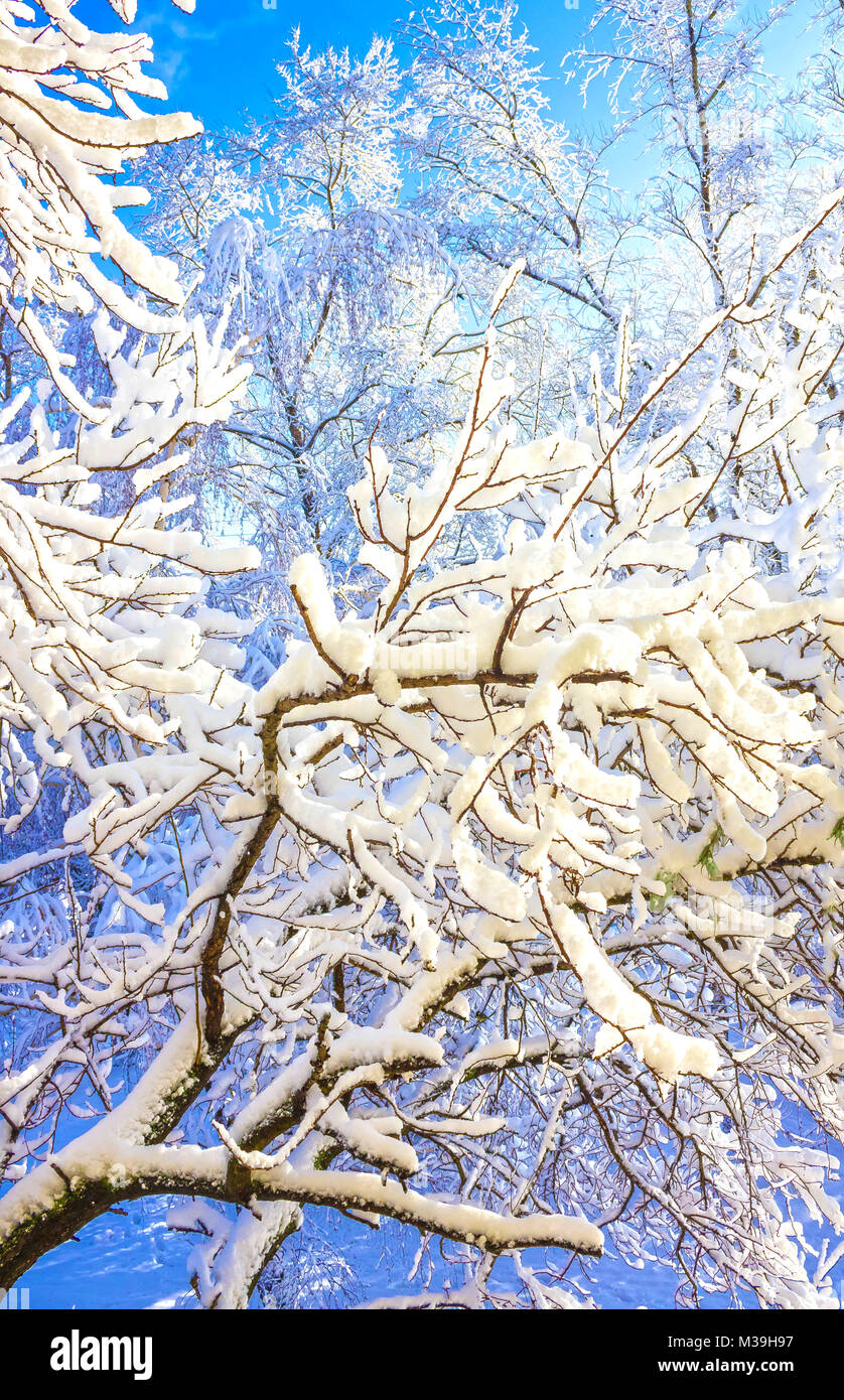 branches in winter season with fresh fallen snow Stock Photo - Alamy