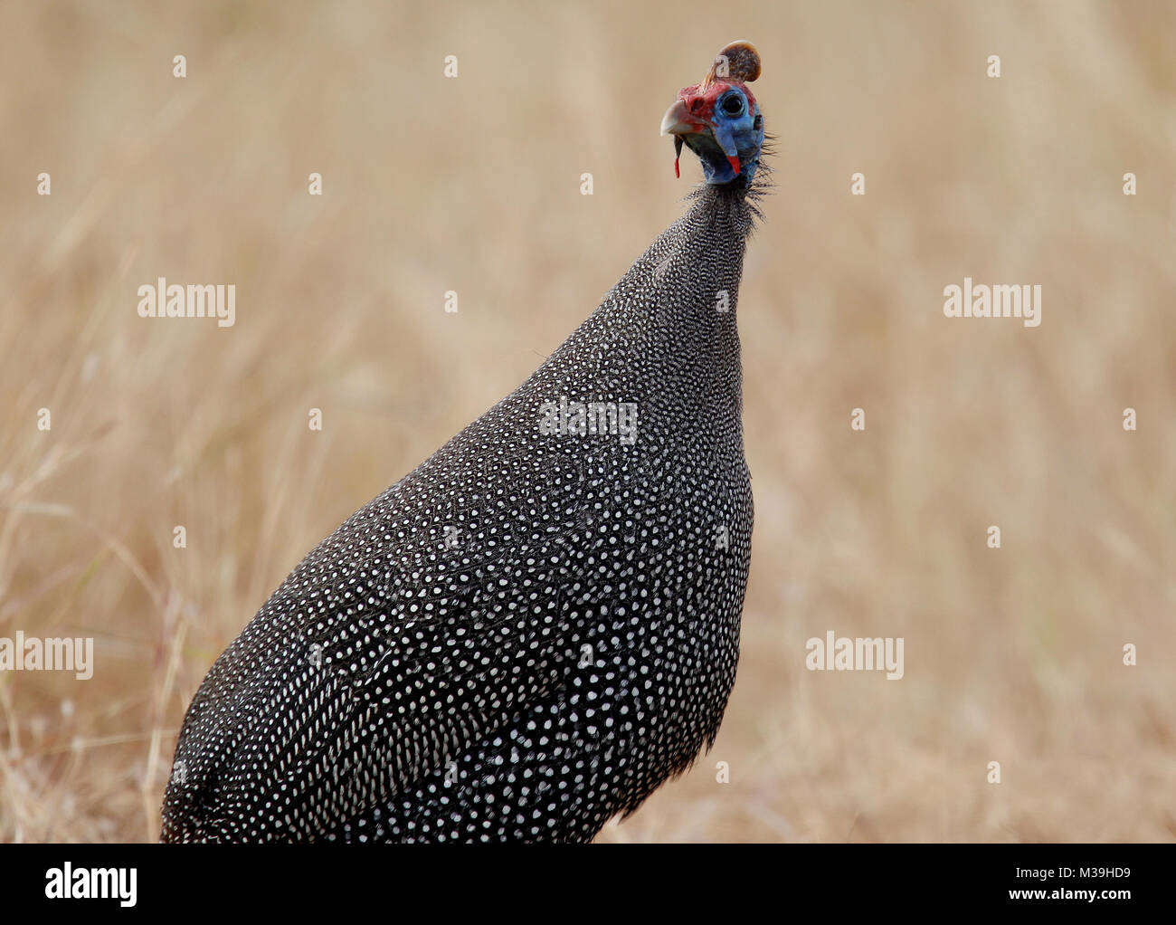 Helmeted Guineafowl in the wild Stock Photo - Alamy