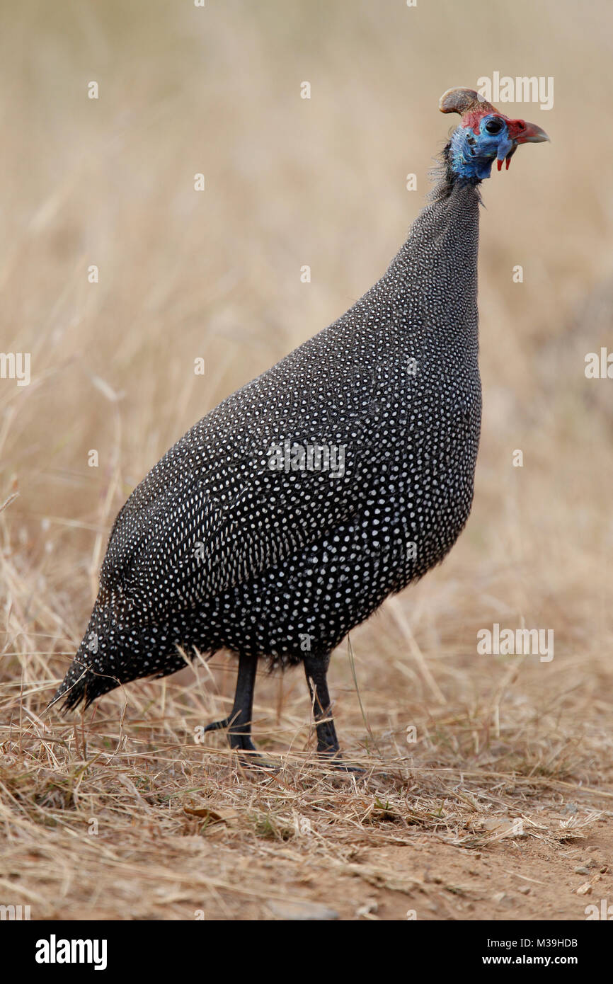 Helmeted Guineafowl in the wild Stock Photo - Alamy