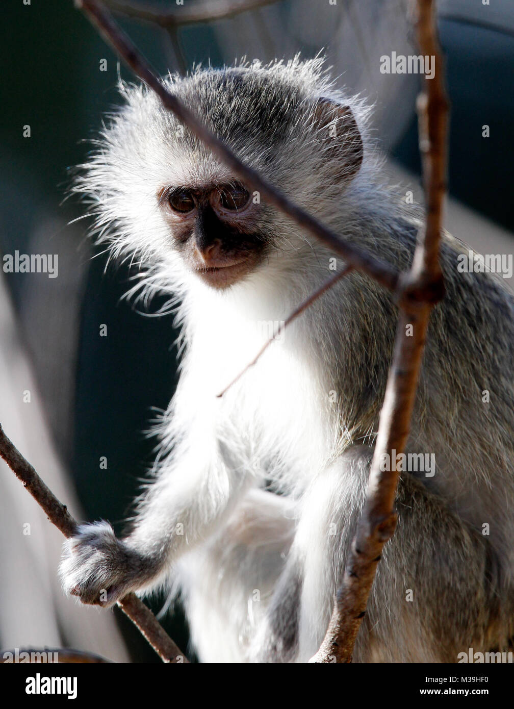 Vervet Monkeys in the wild in South Africa Stock Photo - Alamy