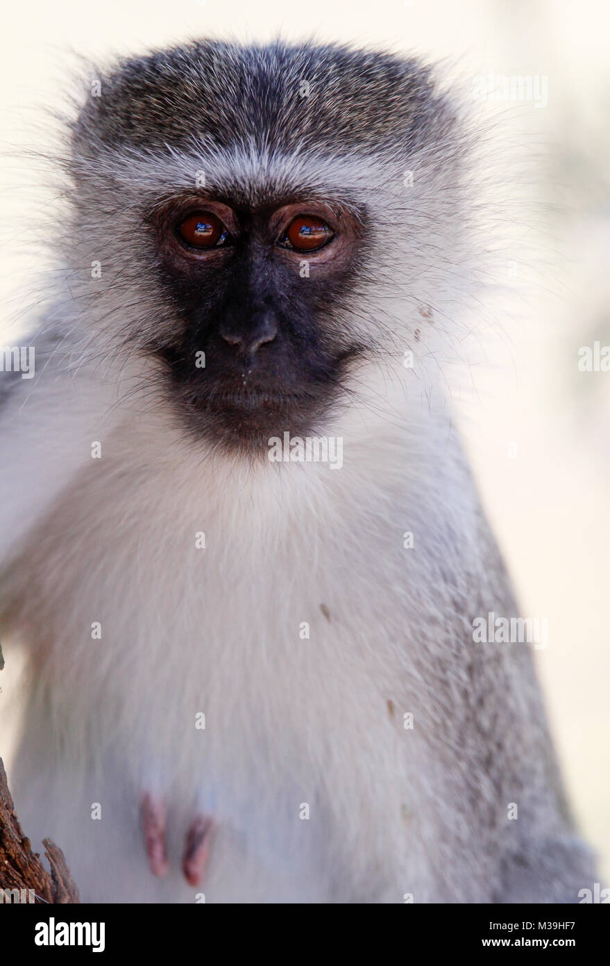 Vervet Monkeys in the wild in South Africa Stock Photo - Alamy