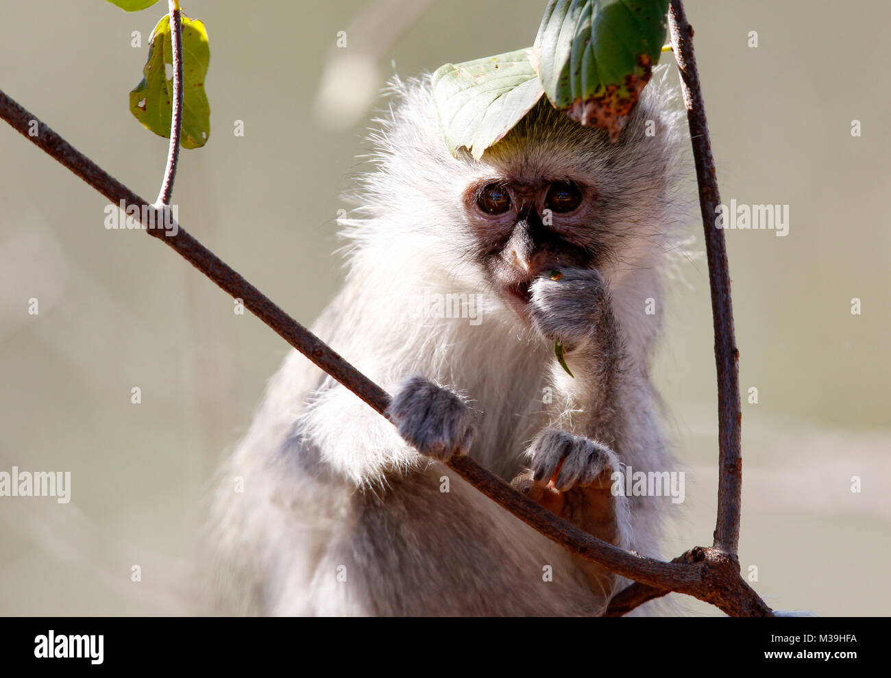 Vervet Monkeys in the wild in South Africa Stock Photo - Alamy