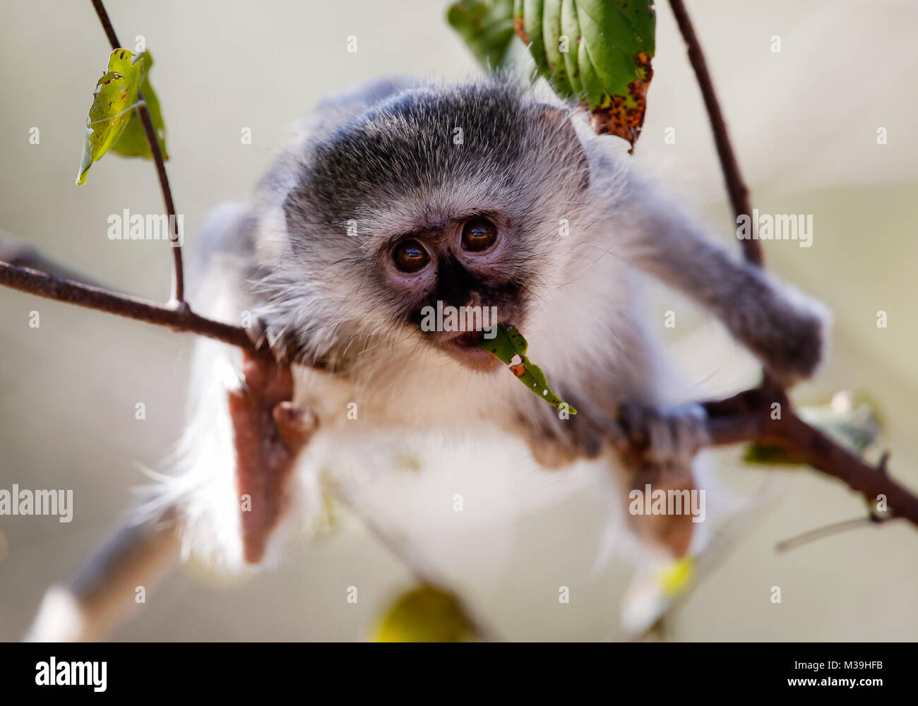 Vervet Monkeys in the wild in South Africa Stock Photo - Alamy