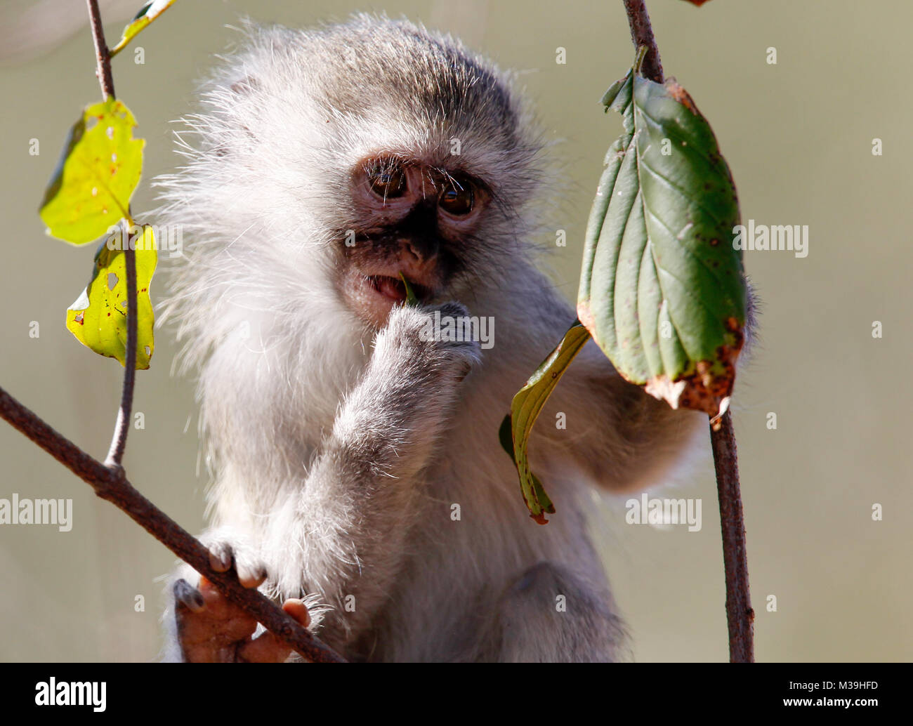 Vervet Monkeys in the wild in South Africa Stock Photo - Alamy