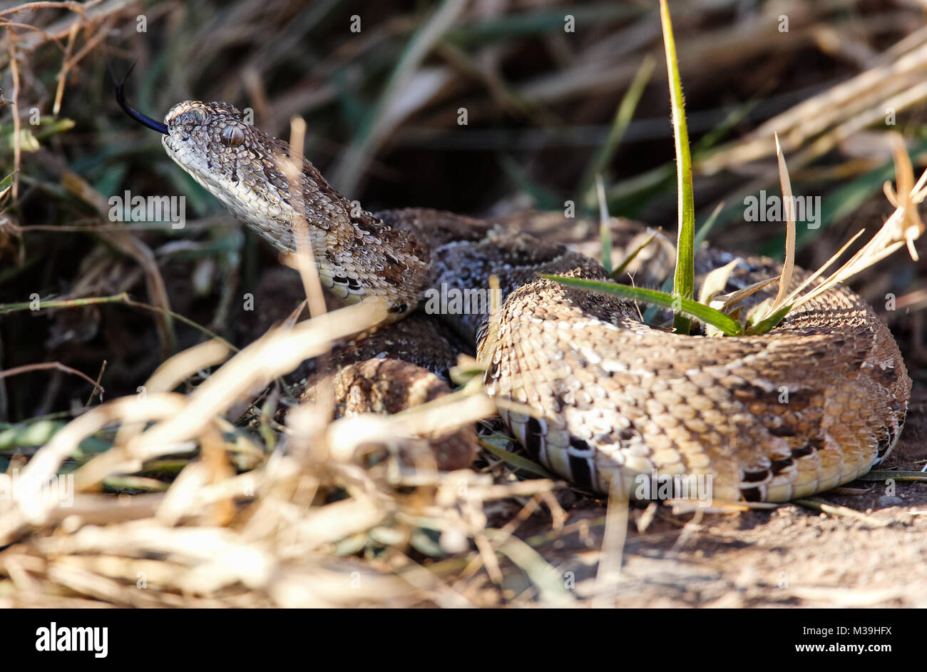 Puff Adder snake in the wild in South Africa Stock Photo - Alamy