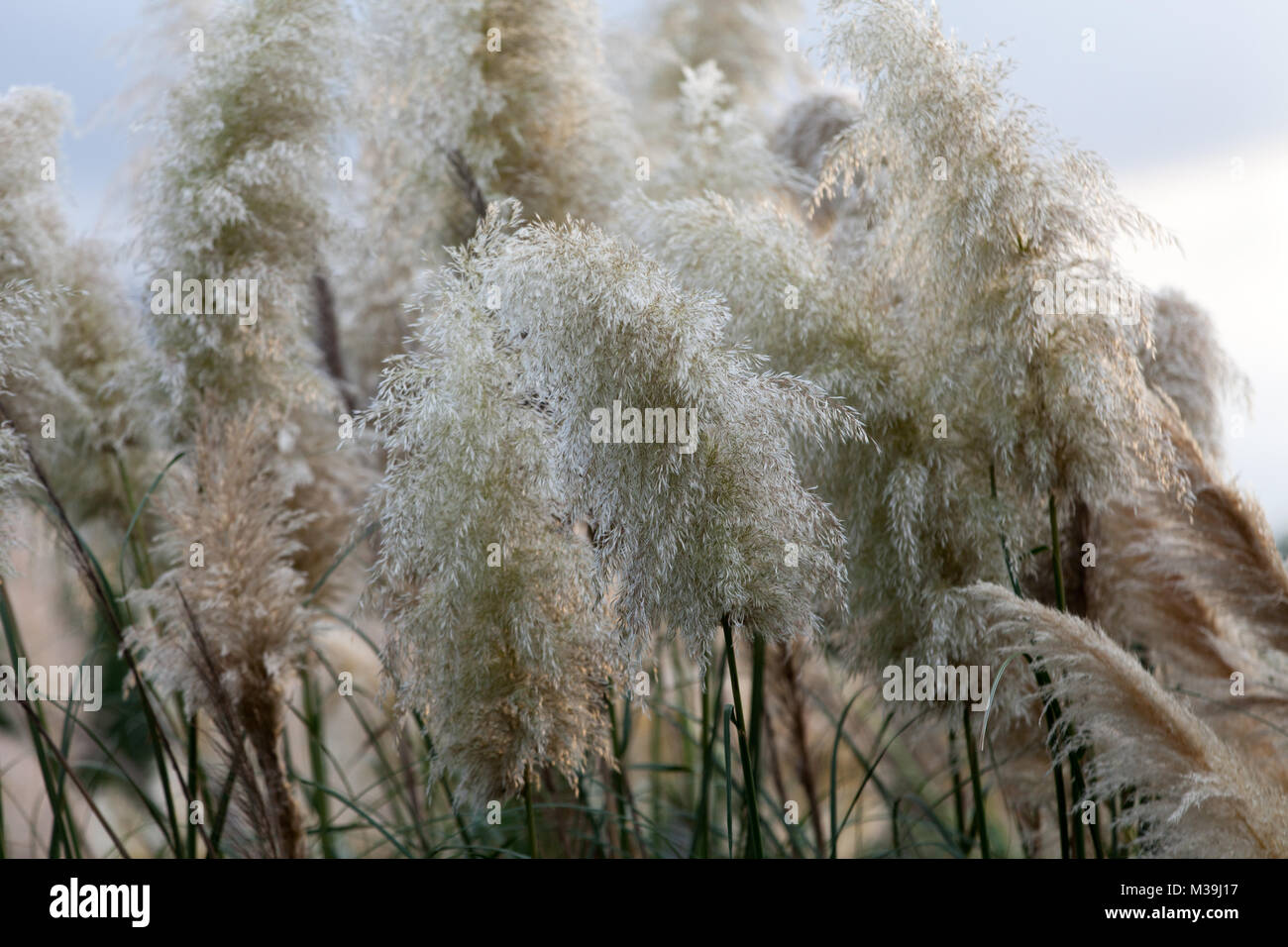 Bush tree blowing in wind hi-res stock photography and images - Alamy