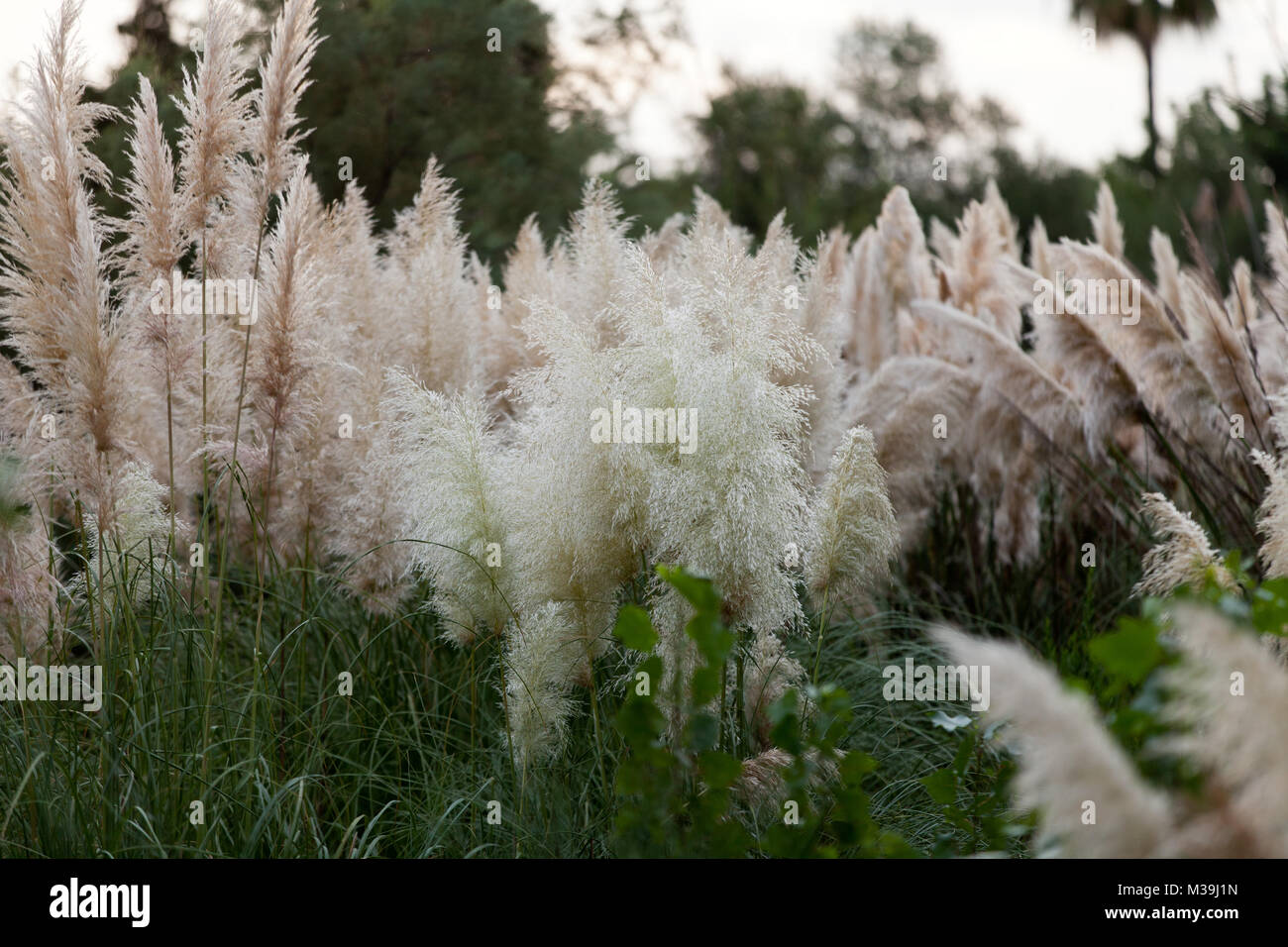 Bush tree blowing in wind hi-res stock photography and images - Alamy