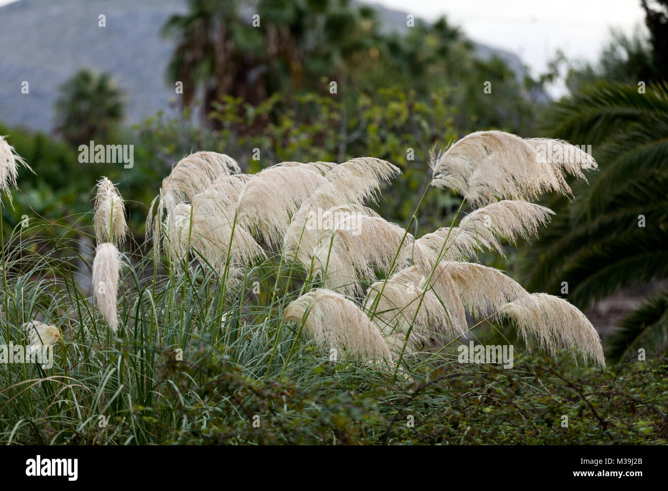 Bush tree blowing in wind hi-res stock photography and images - Alamy