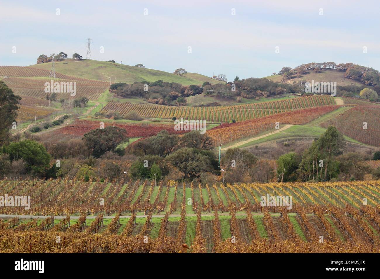Carneros Vineyards in Autumn, Napa, California Stock Photo - Alamy