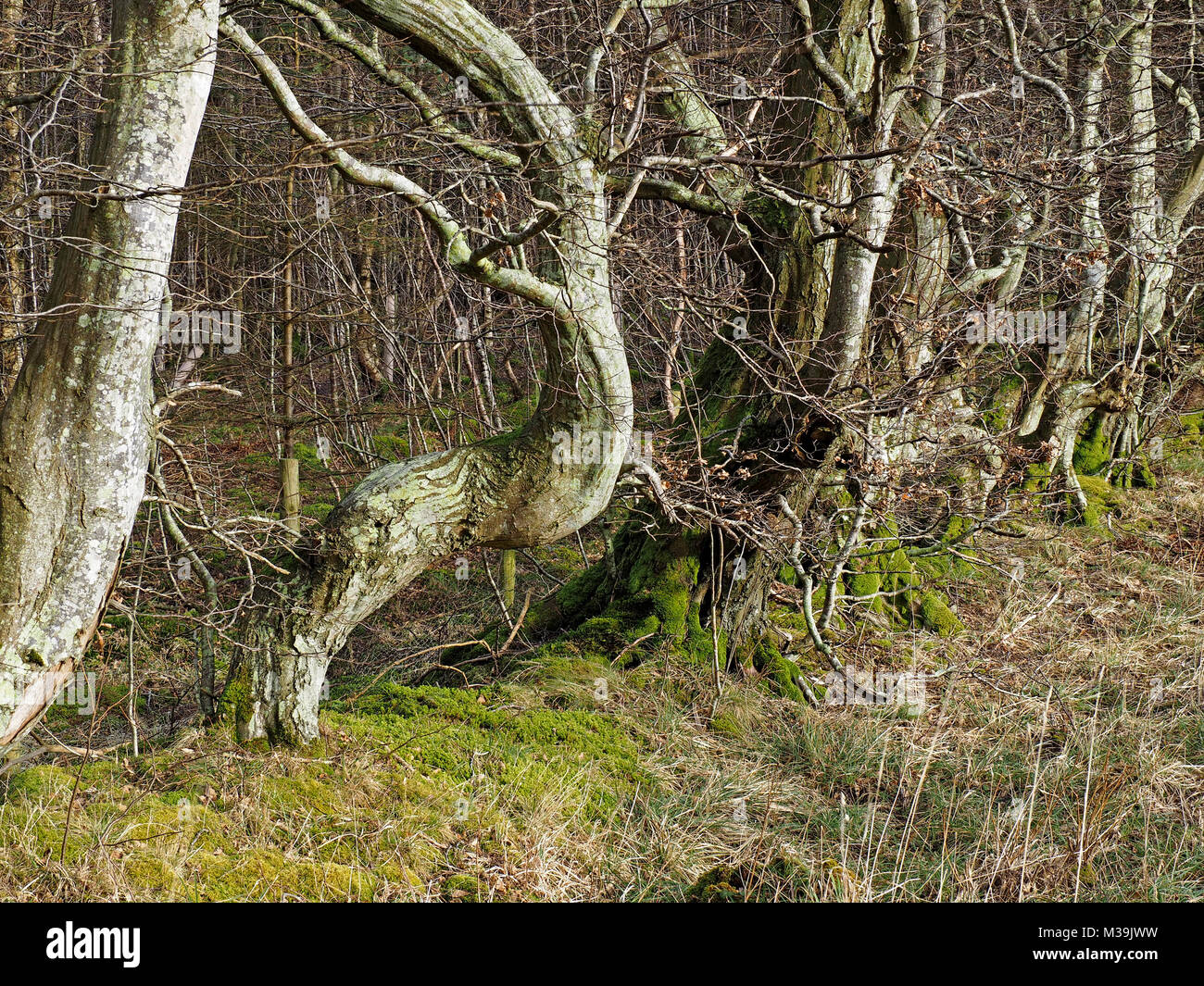 contorted trunks and bare branches of a row of old Beech trees (Fagus ...