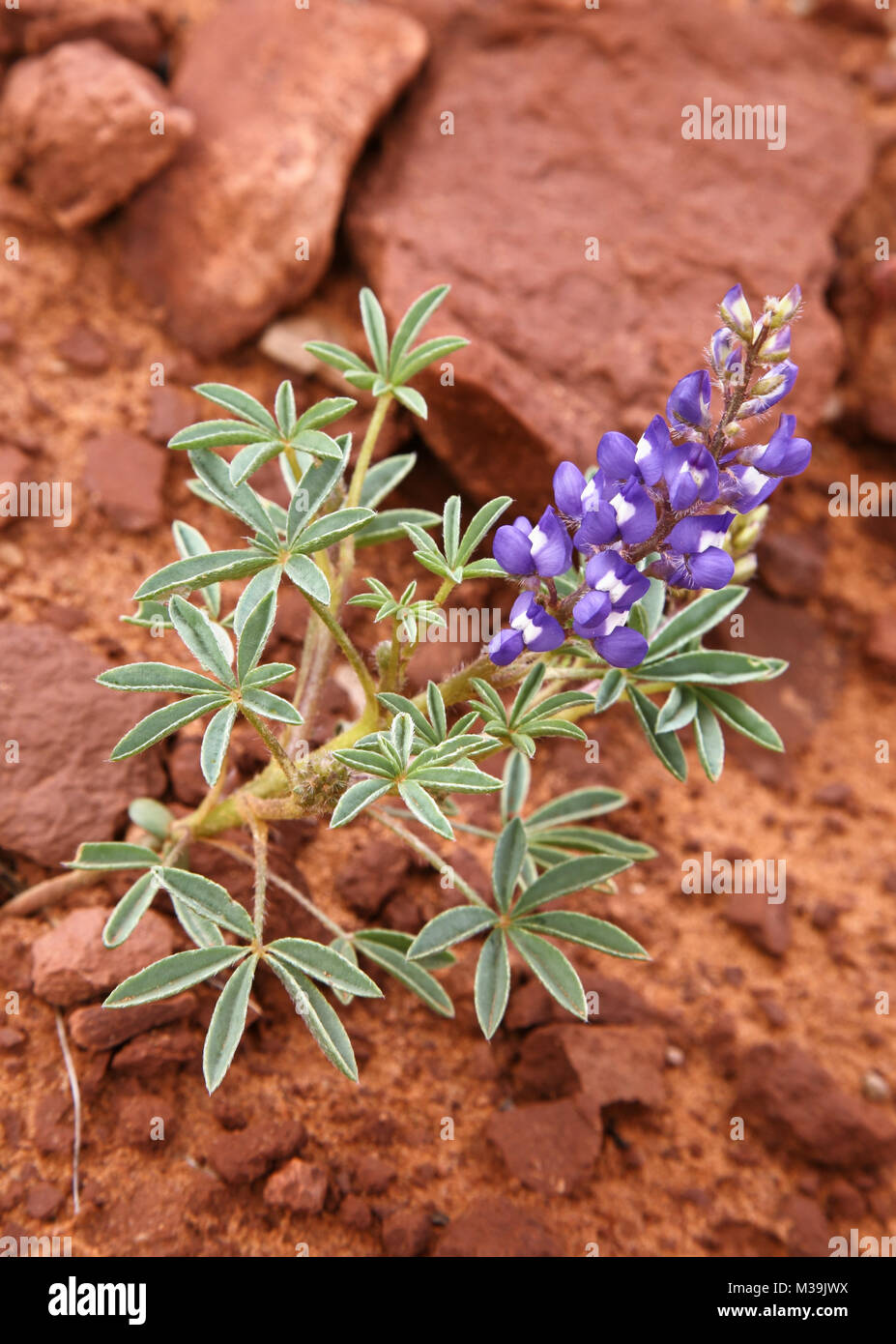 purple wildflower plant close up in Southwest, America Stock Photo - Alamy