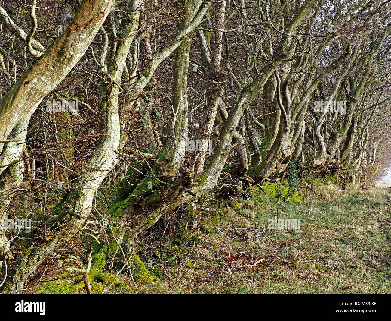 contorted trunks and bare branches of a row of old Beech trees (Fagus ...