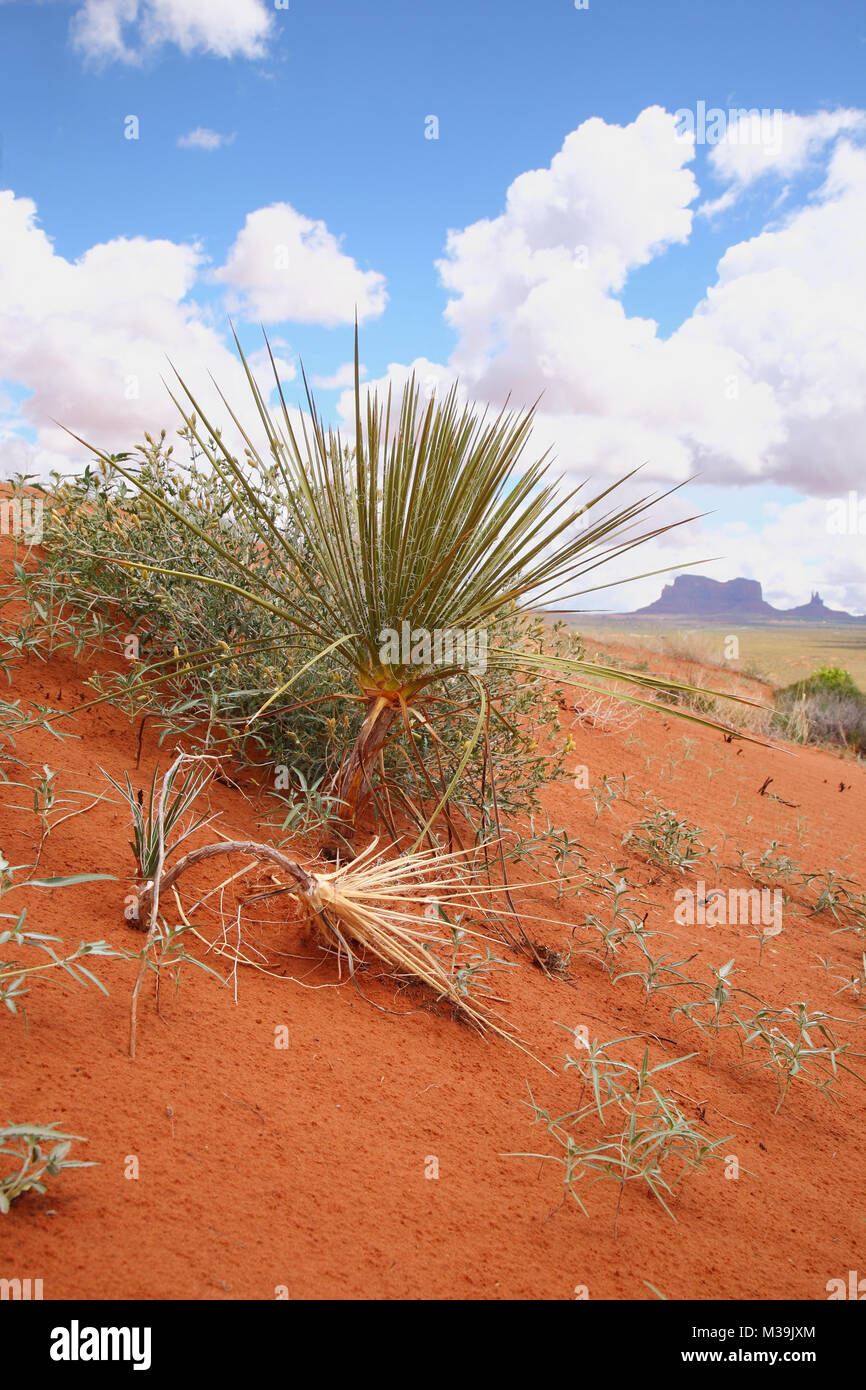 Yucca plant outdoor scenery hi-res stock photography and images - Alamy