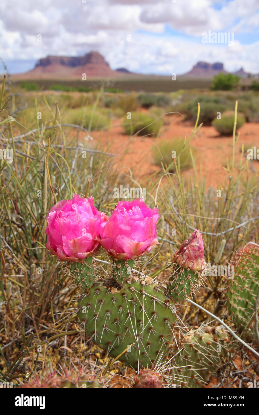 Beautiful pink desert rose hi-res stock photography and images - Alamy