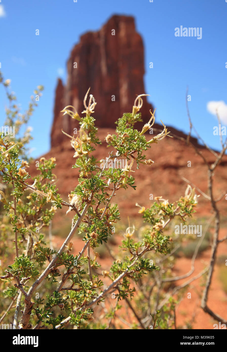 Cliffrose hi-res stock photography and images - Alamy