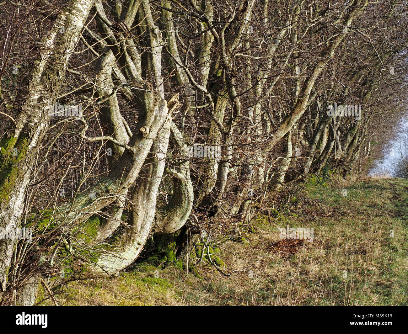 contorted trunks and bare branches of a row of old Beech trees (Fagus ...
