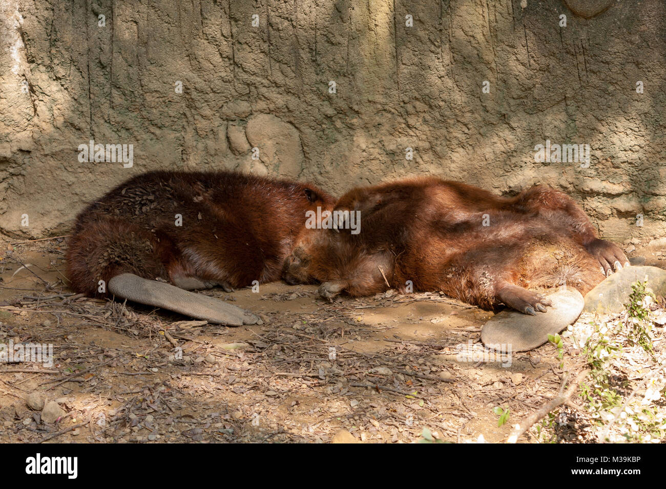 North American beaver, Canadian beaver (Castor canadensis), pair ...