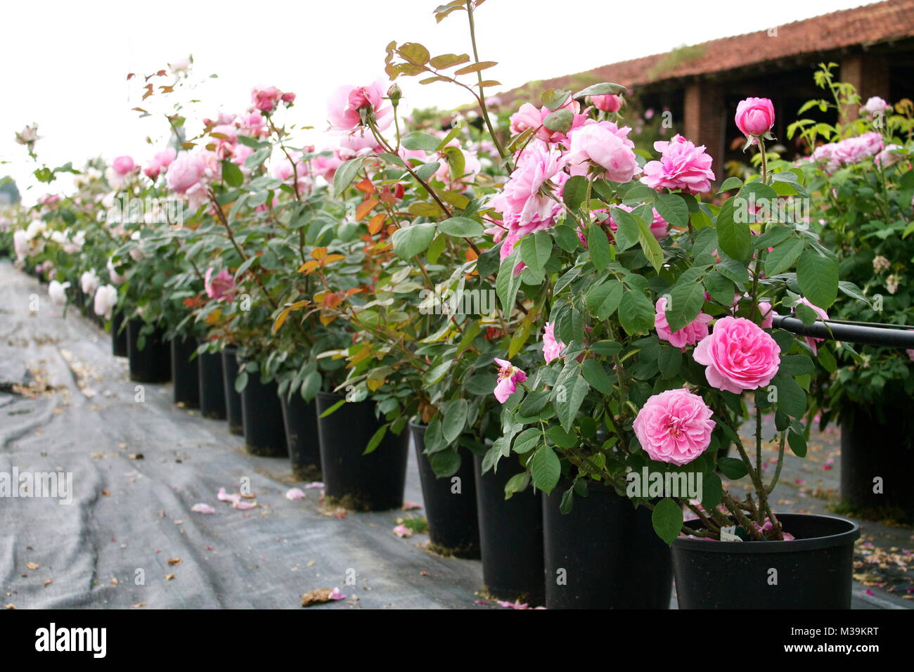 Rose nursery hi-res stock photography and images - Alamy