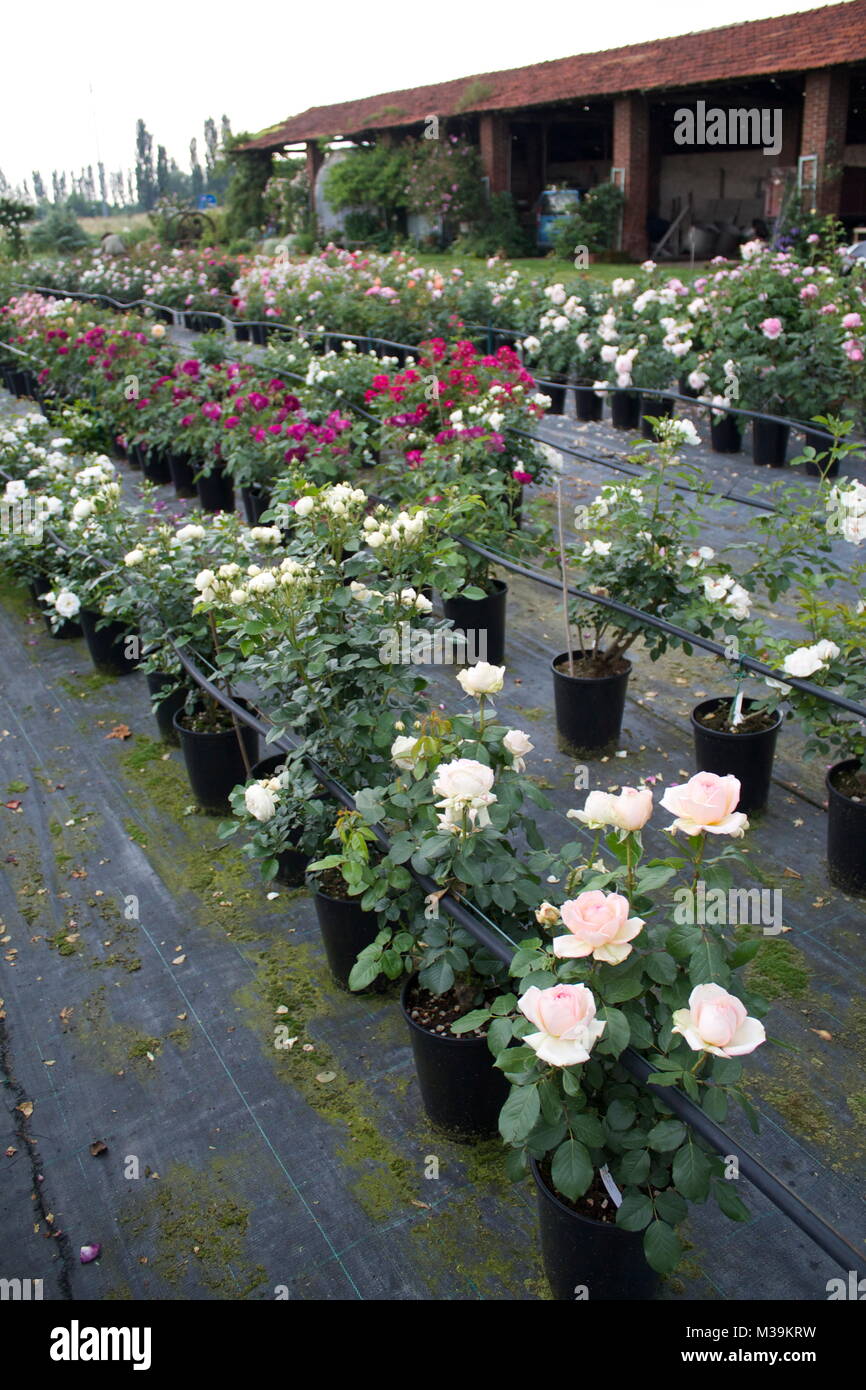 Rose nursery hi-res stock photography and images - Alamy
