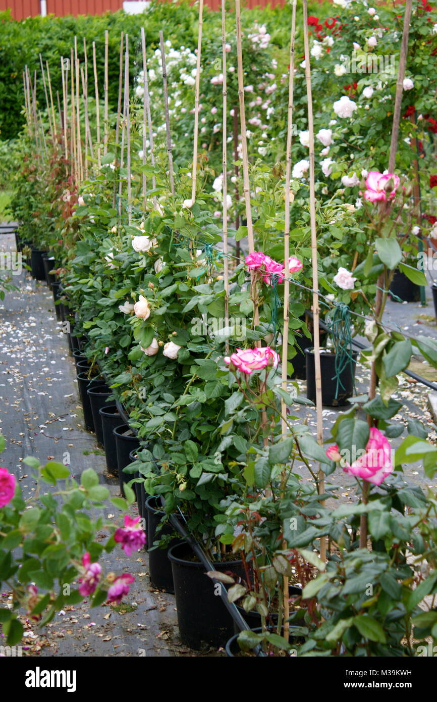 Roses garden hi-res stock photography and images - Alamy