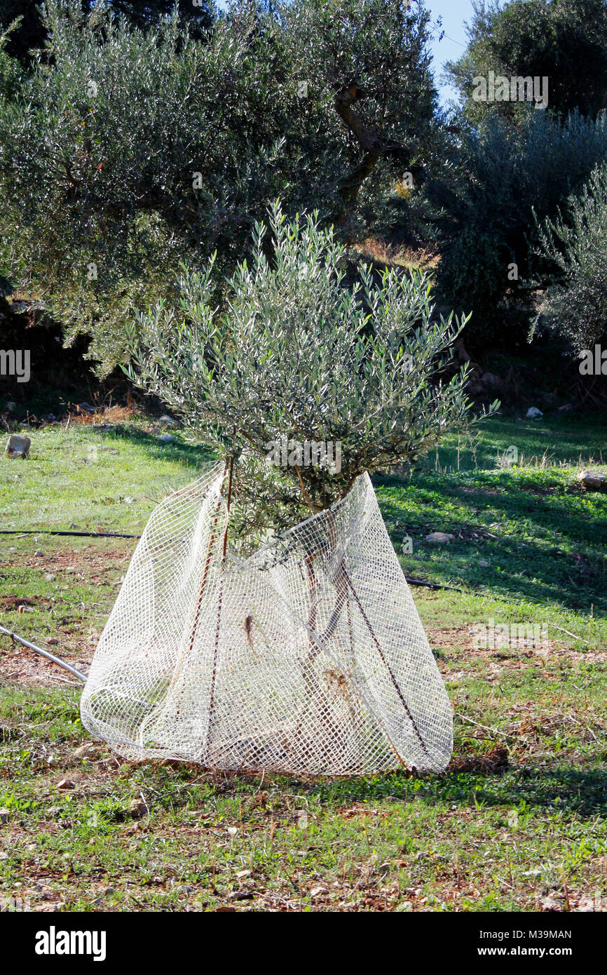 Mountainous olive tree's hi-res stock photography and images - Alamy