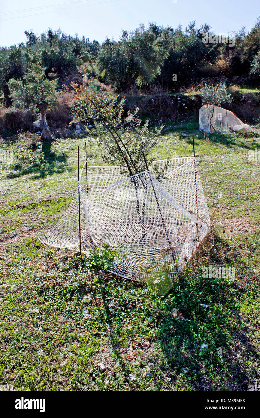 Mountainous olive tree's hi-res stock photography and images - Alamy
