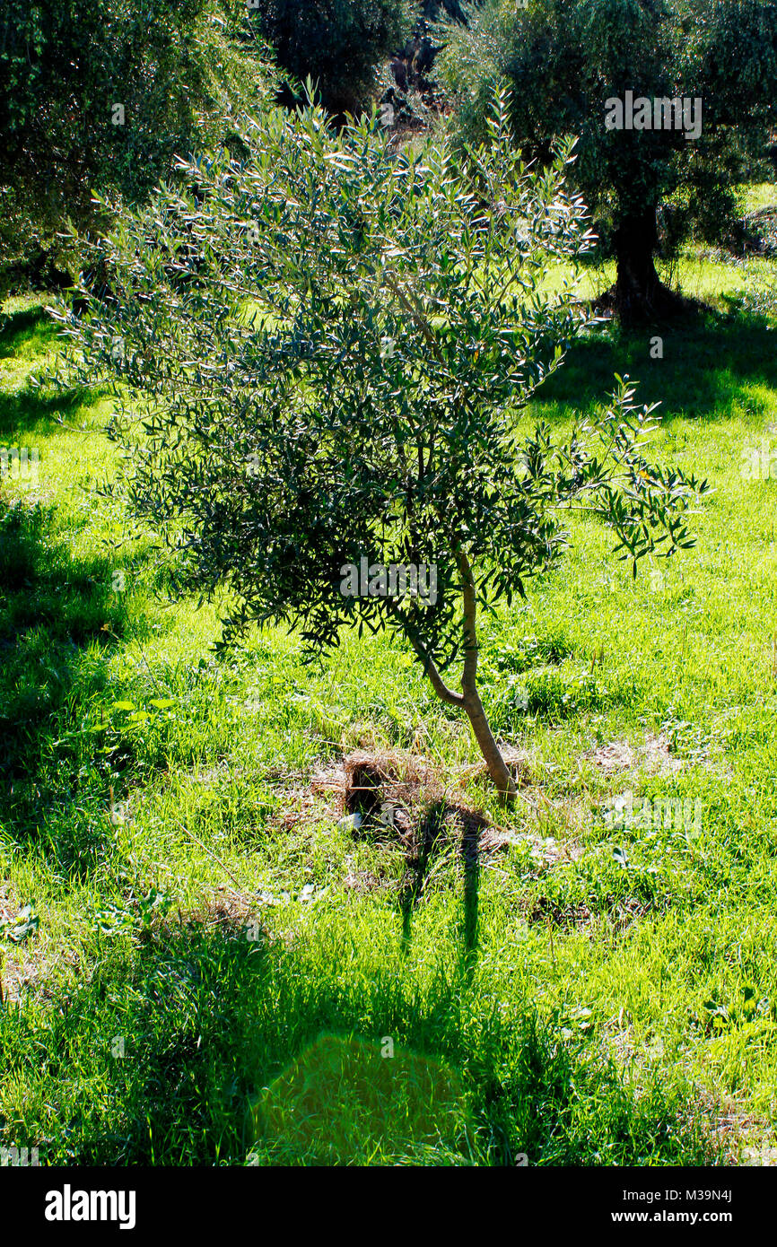 Mountainous olive tree's hi-res stock photography and images - Alamy