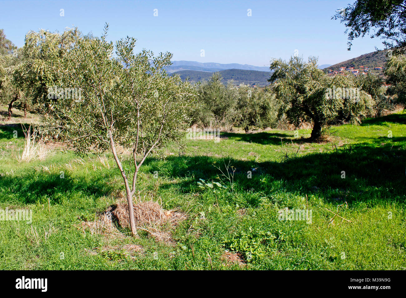 Mountainous Olive Tree's High Resolution Stock Photography and Images ...
