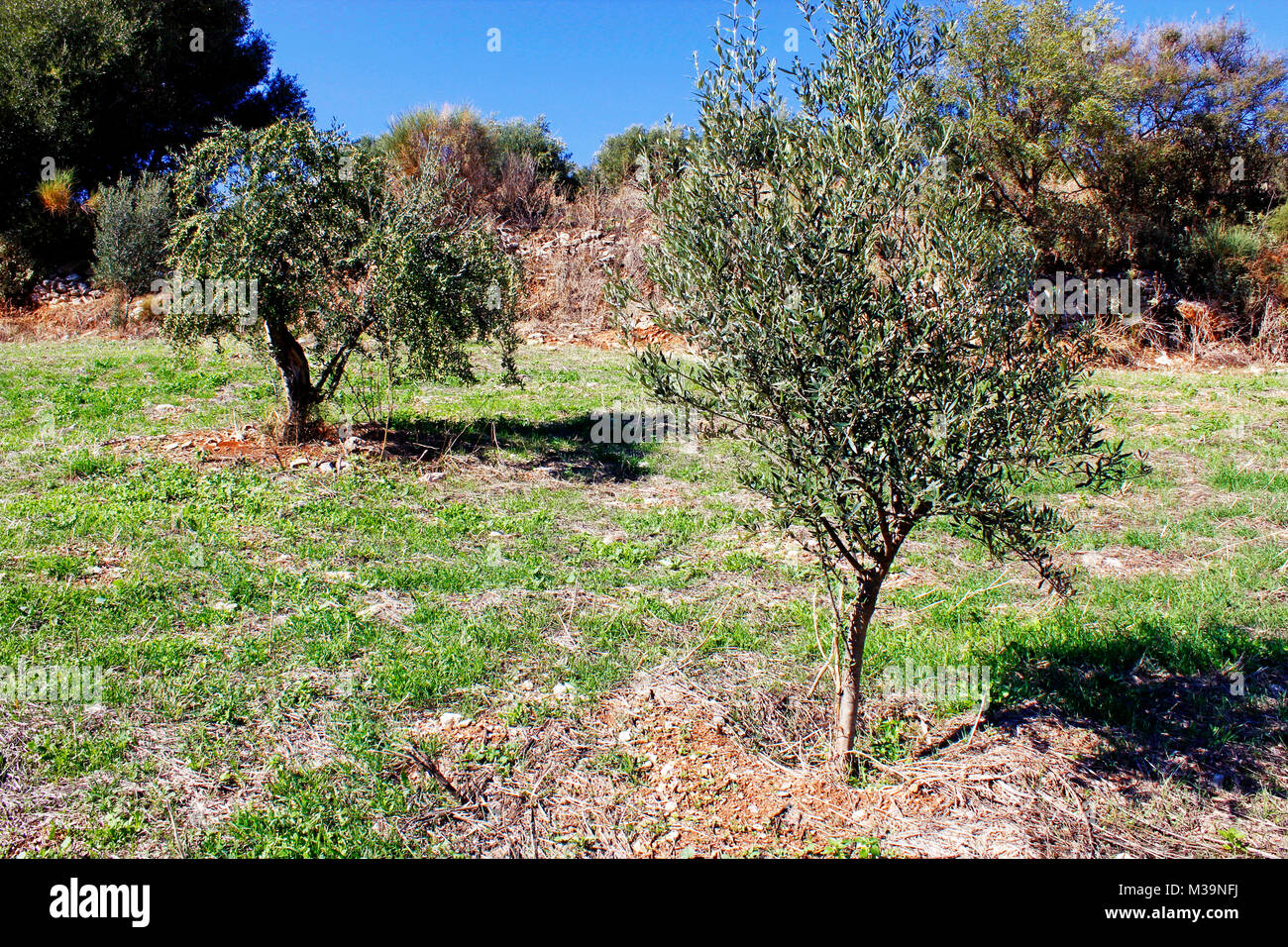 Mountainous olive tree's hi-res stock photography and images - Alamy