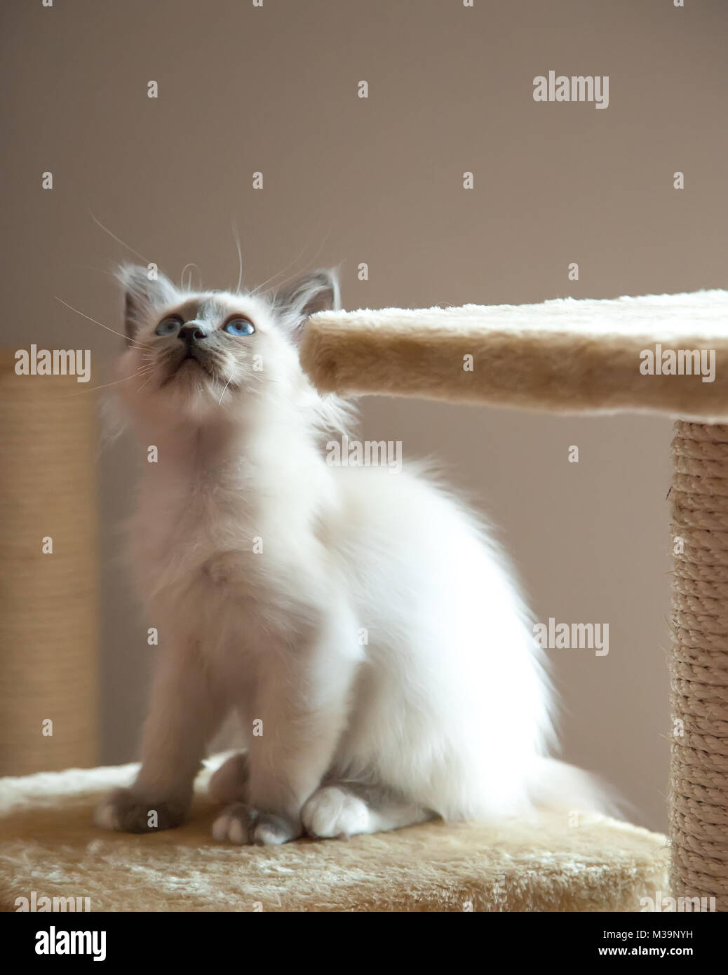 Portrait of white long hair birman cat with blue eyes Stock Photo - Alamy