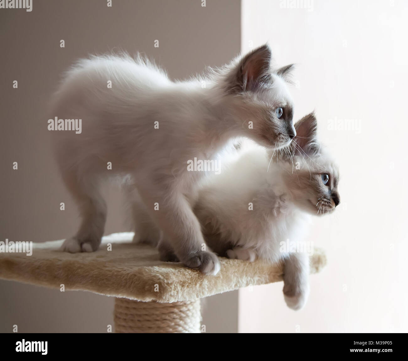 Portrait of two white long hair birman cats with blue eyes Stock Photo ...